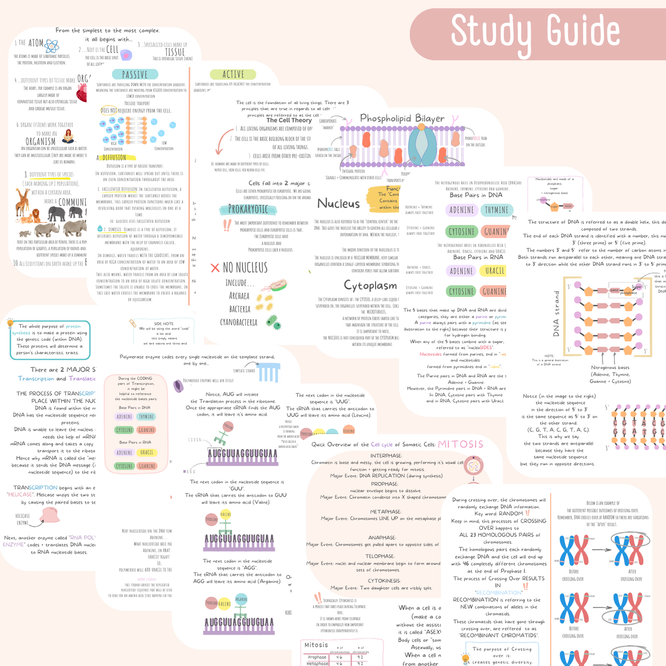TEAS Biology Study Guide + 100 Must Know Practice Questions – TheTutor_Geek