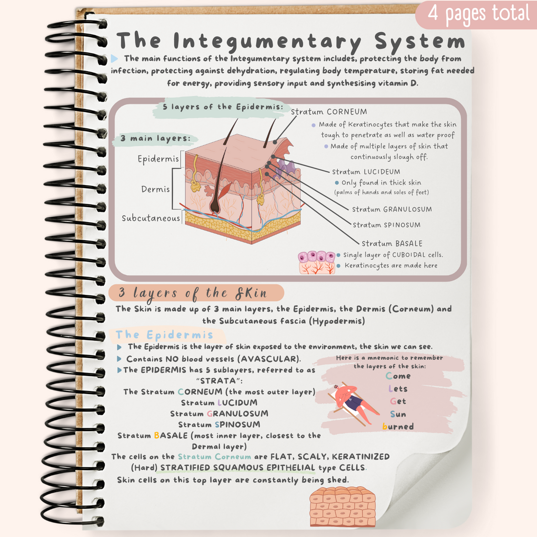 The Integumentary System Study Guide – TheTutor_Geek