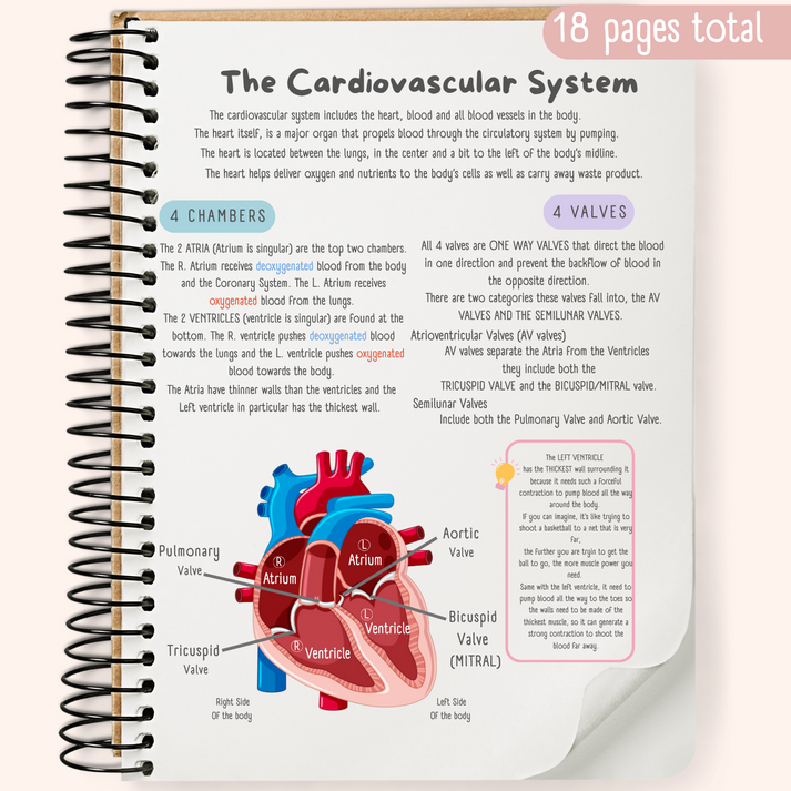 The Cardiovascular System Study Guide – TheTutor_Geek
