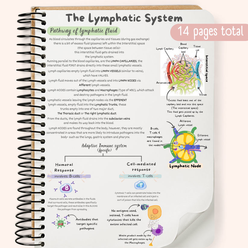 The Lymphatic (Immune) System Study Guide – TheTutor_Geek